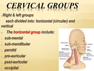 Anatomy of lymph node by hussein ali hussein | PPTX