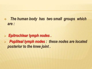 Anatomy of lymph node by hussein ali hussein | PPT