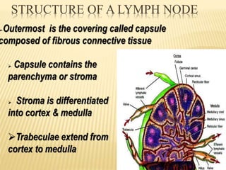 Anatomy of lymph node by hussein ali hussein | PPT