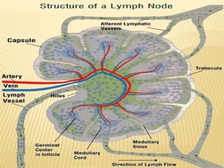 Anatomy of lymph node by hussein ali hussein | PPT