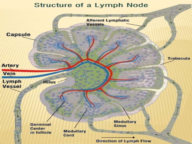 Anatomy of lymph node by hussein ali hussein | PPT