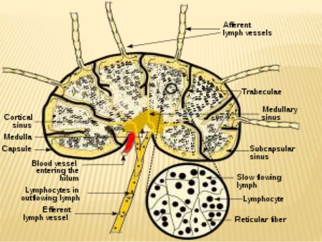 Anatomy of lymph node by hussein ali hussein