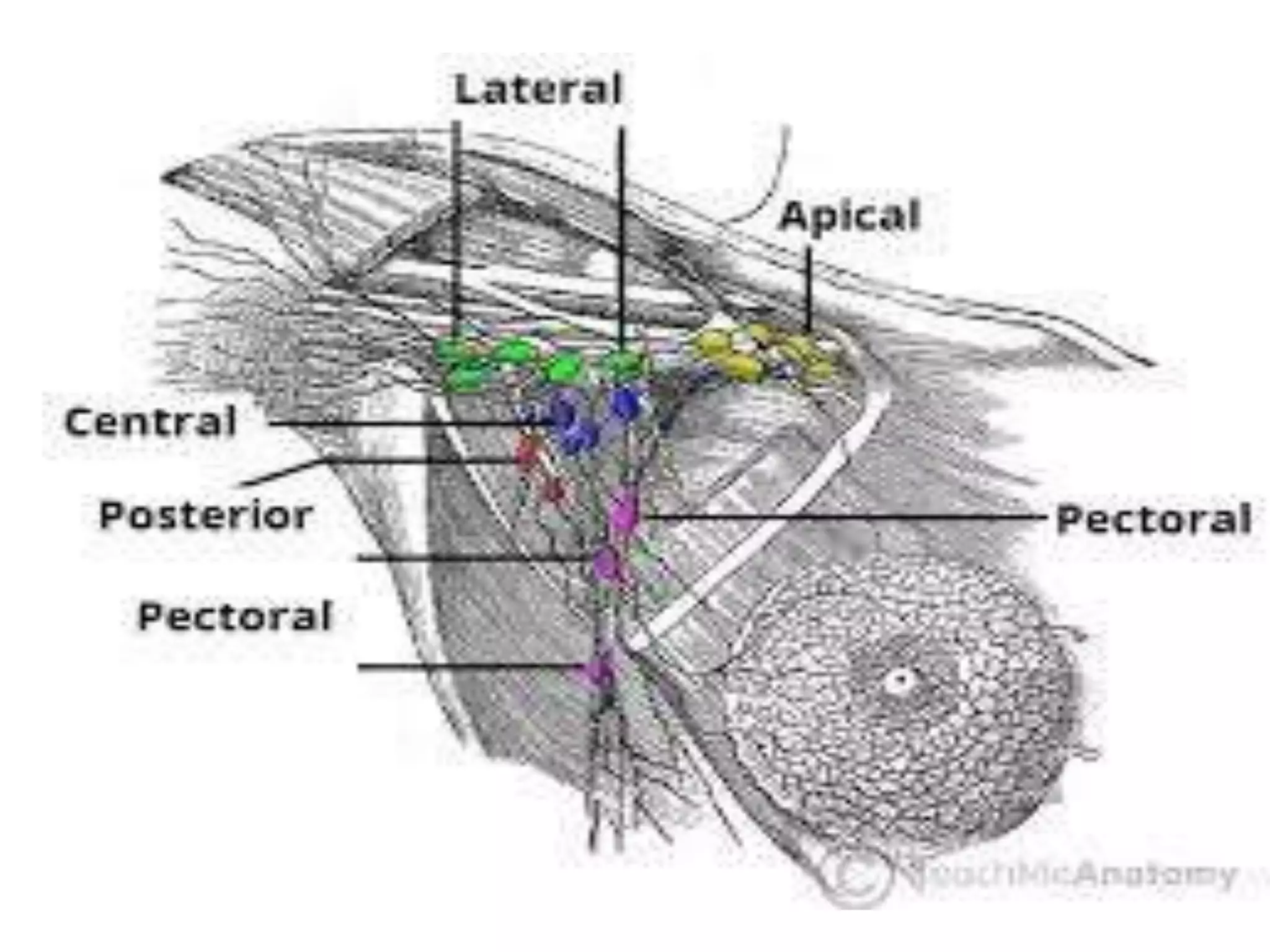 Anatomy of lymph nodes and presence of lymph nodes | PPT | Free Download