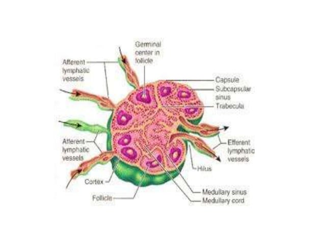 Anatomy of lymph nodes and presence of lymph nodes | PPT