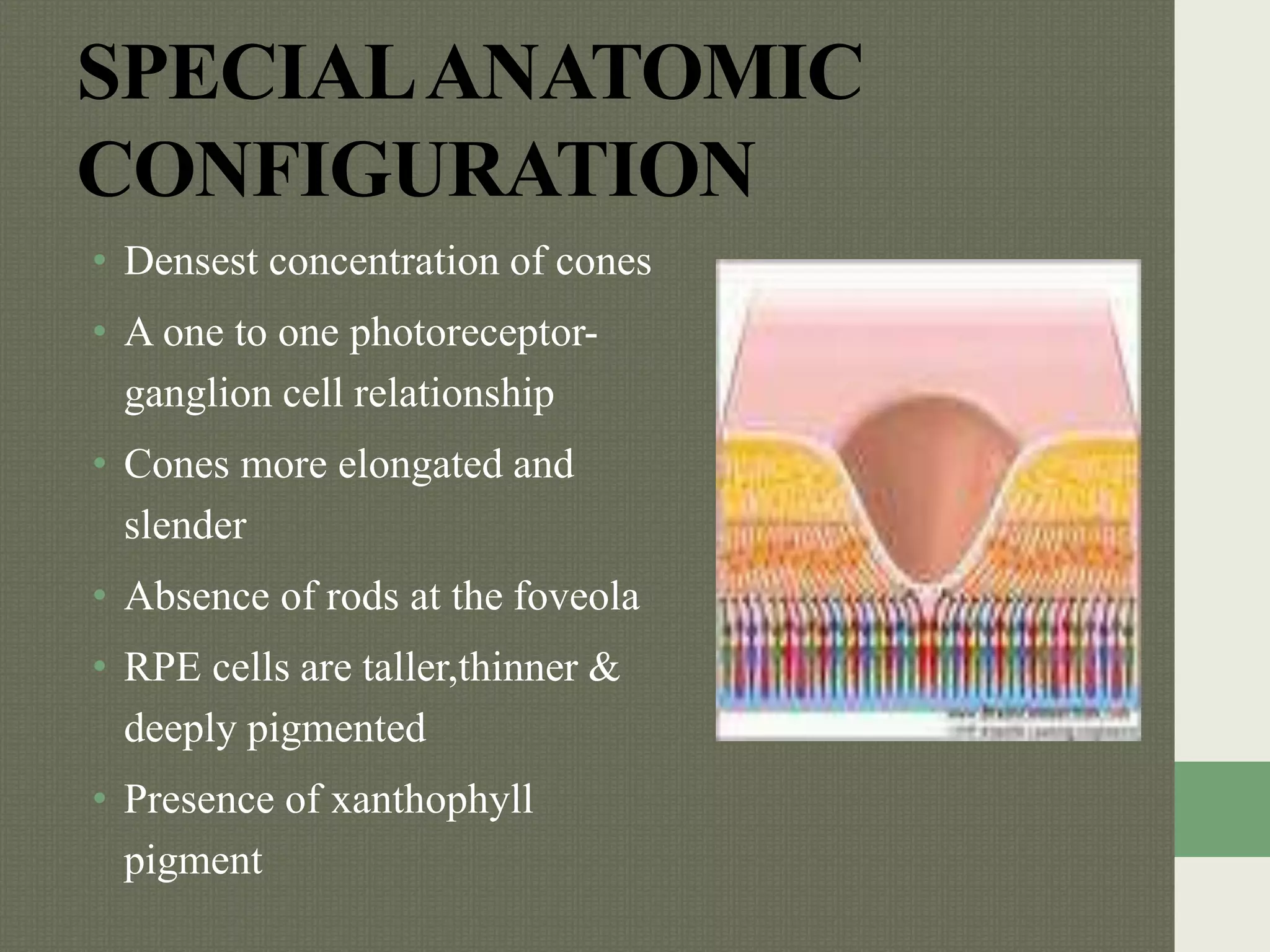 Anatomy of macula | PPTX | Eye and Vision Conditions | Diseases and ...