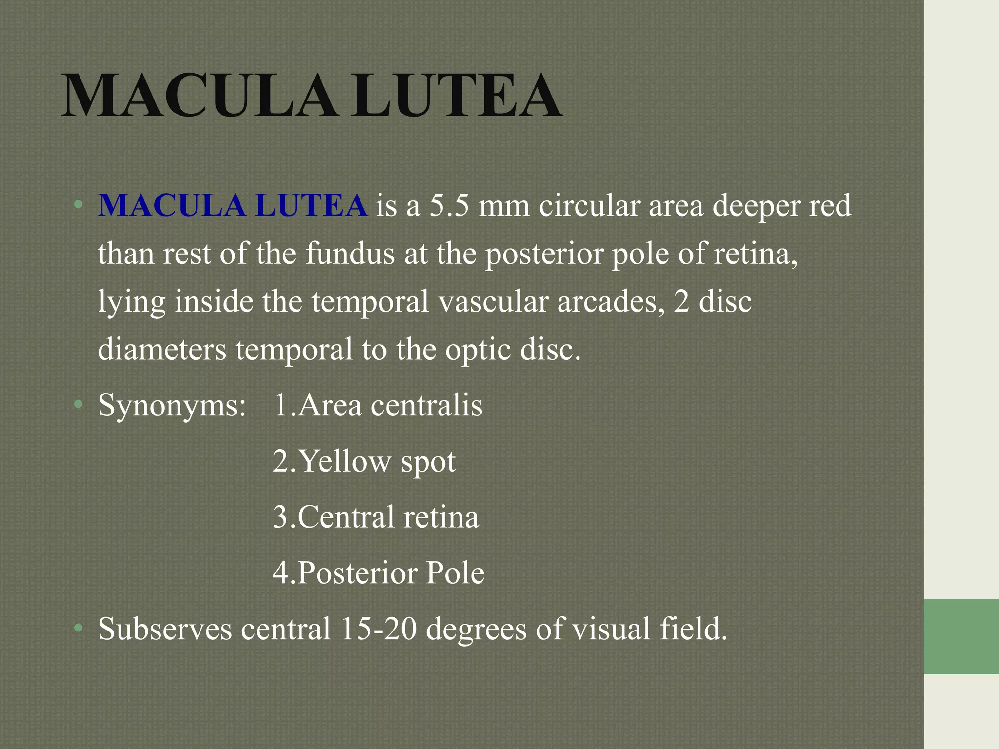 Anatomy of macula | PPTX | Eye and Vision Conditions | Diseases and ...
