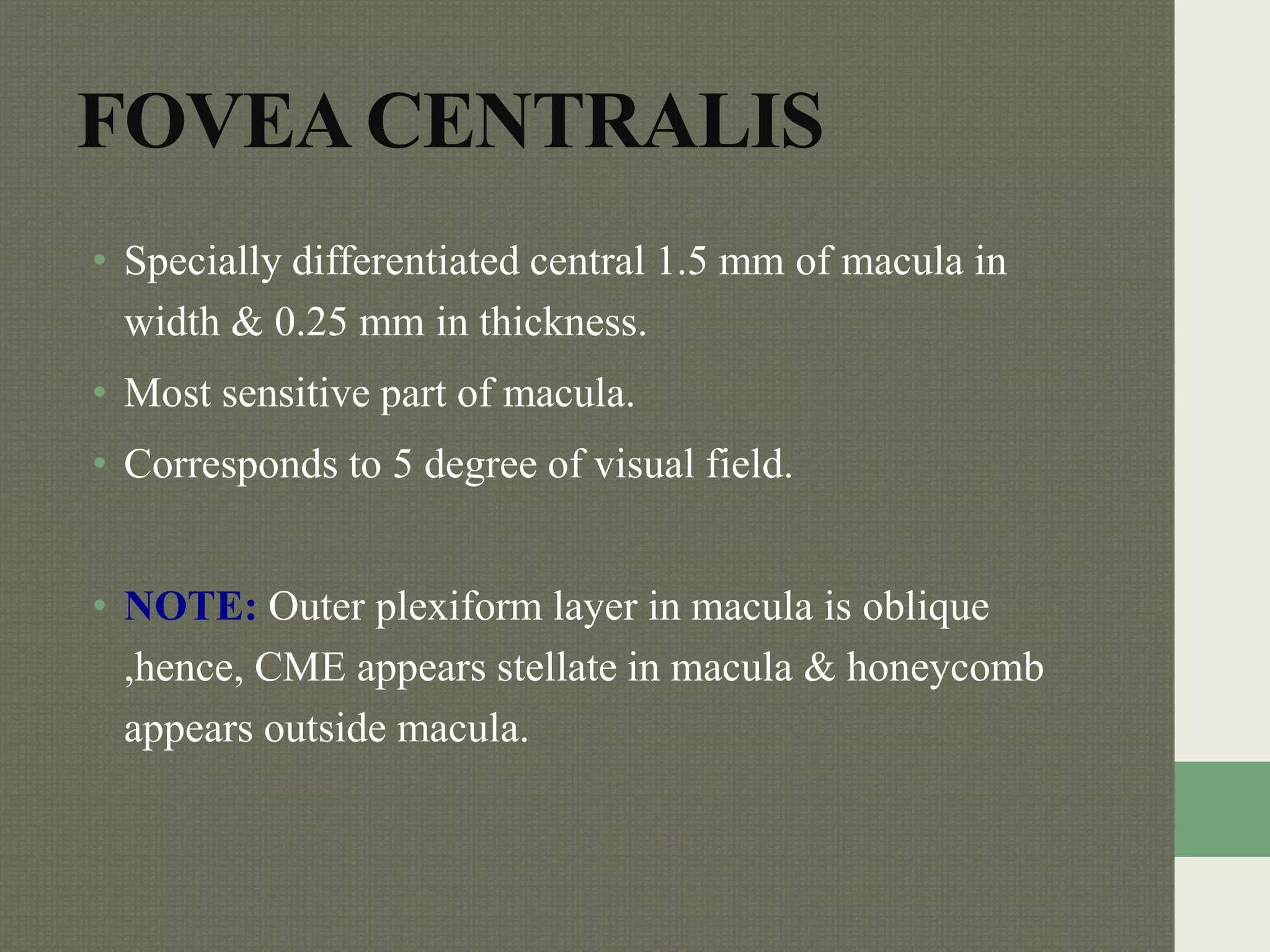 Anatomy of macula | PPTX | Eye and Vision Conditions | Diseases and ...