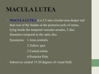 Anatomy of macula | PPTX