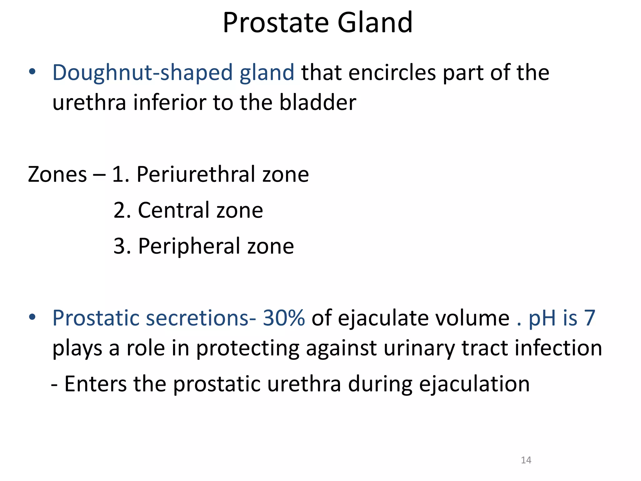 Anatomy Of Male And Female Genital System | PPTX