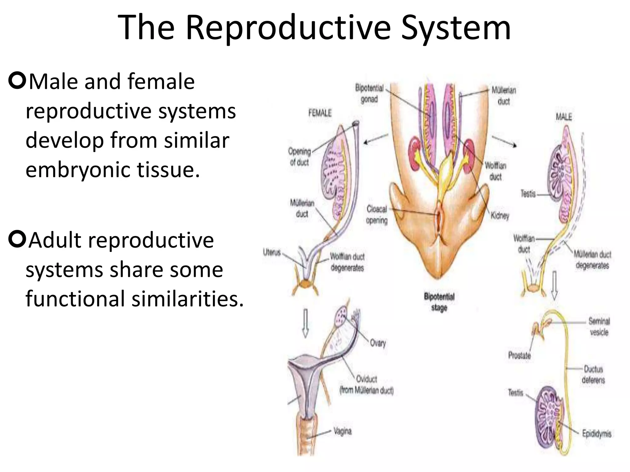 Compare Male And Female Urogenital System