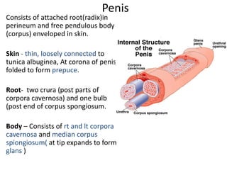 Anatomy Of Male And Female Genital System | PPTX
