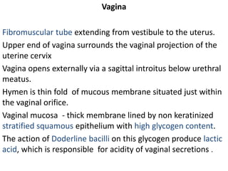 Anatomy Of Male And Female Genital System | PPTX