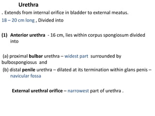 Anatomy Of Male And Female Genital System | PPTX