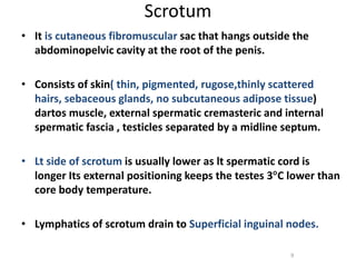 Anatomy Of Male And Female Genital System | PPTX