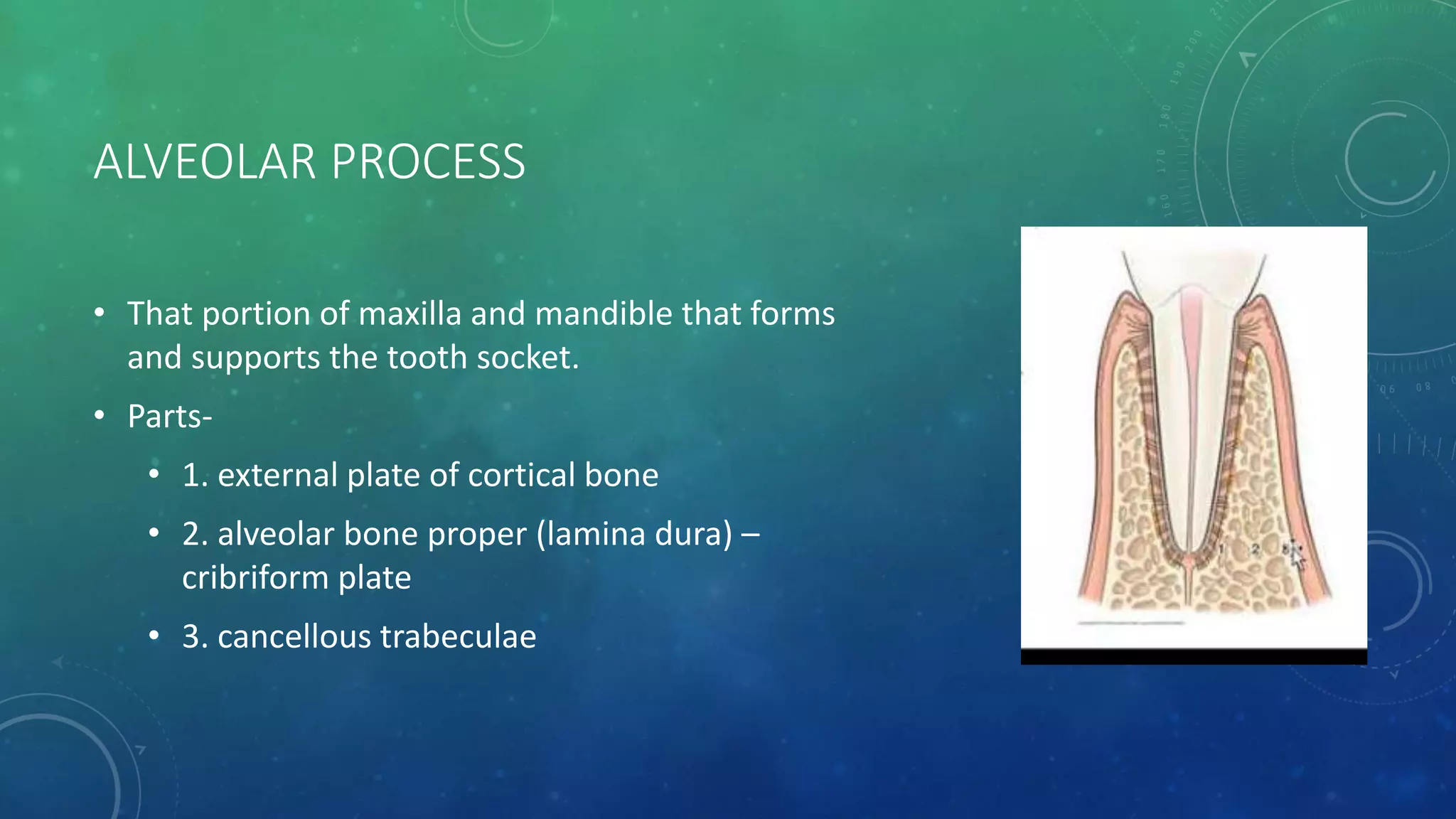 Anatomy of mandible | PPTX
