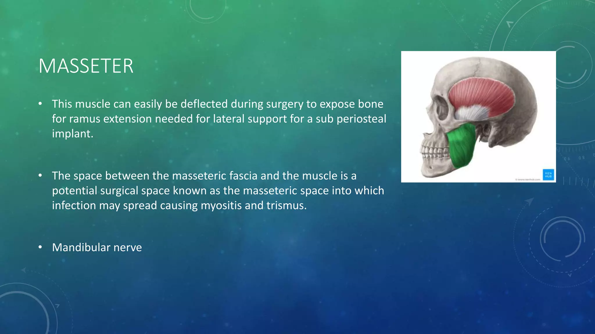 Anatomy of mandible | PPTX