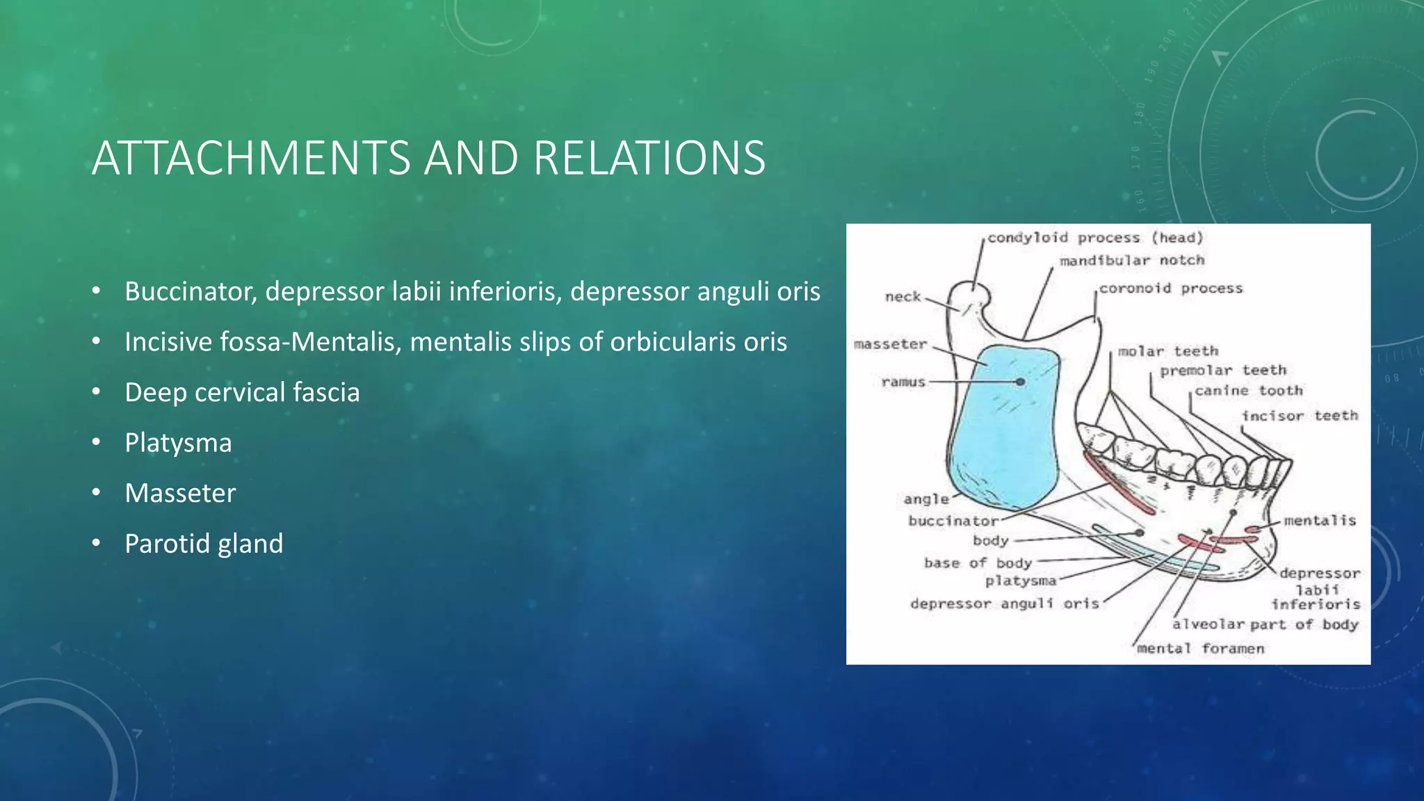 Anatomy of mandible | PPTX