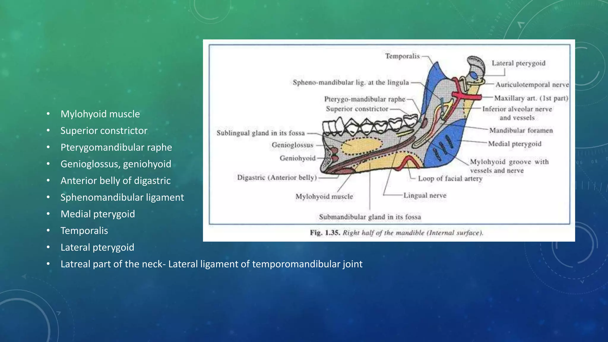 Anatomy of mandible | PPTX