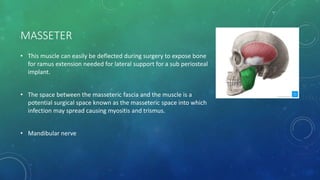 Anatomy of mandible | PPTX