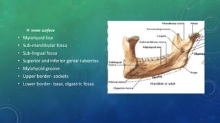 Anatomy of mandible | PPTX