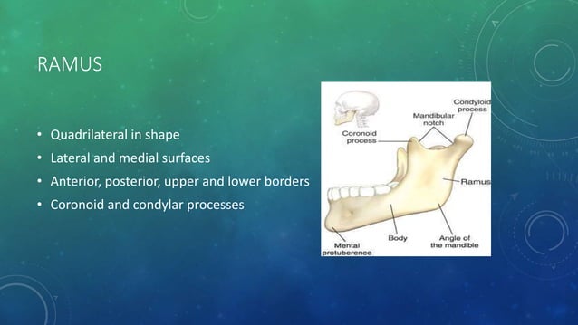 Anatomy of mandible | PPTX