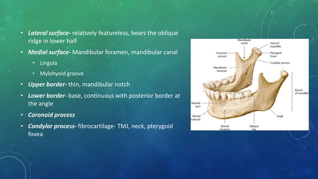 Anatomy of mandible | PPTX