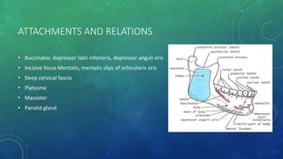Anatomy of mandible | PPTX