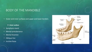 Mandible Anatomy