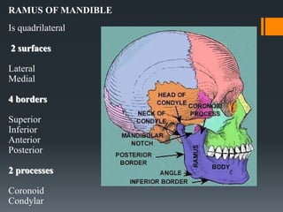 Anatomy of mandible and its importance in implant placement | PPTX