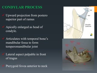 Anatomy of mandible and its importance in implant placement | PPTX