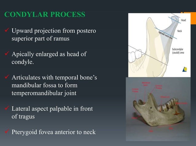 Anatomy of mandible and its importance in implant placement | PPTX ...