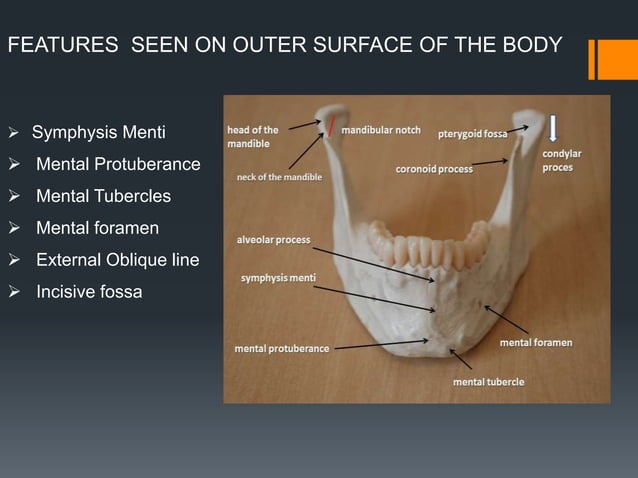 Anatomy of mandible and its importance in implant placement | PPTX ...