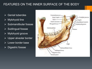 Anatomy of mandible and its importance in implant placement | PPTX
