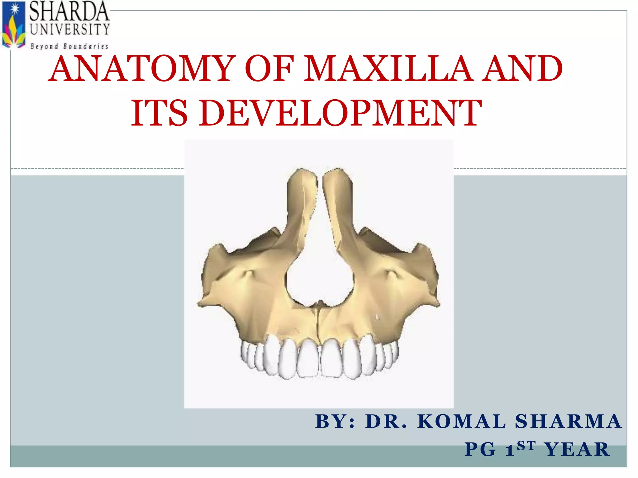 Maxilla Anatomy and Development | PPT