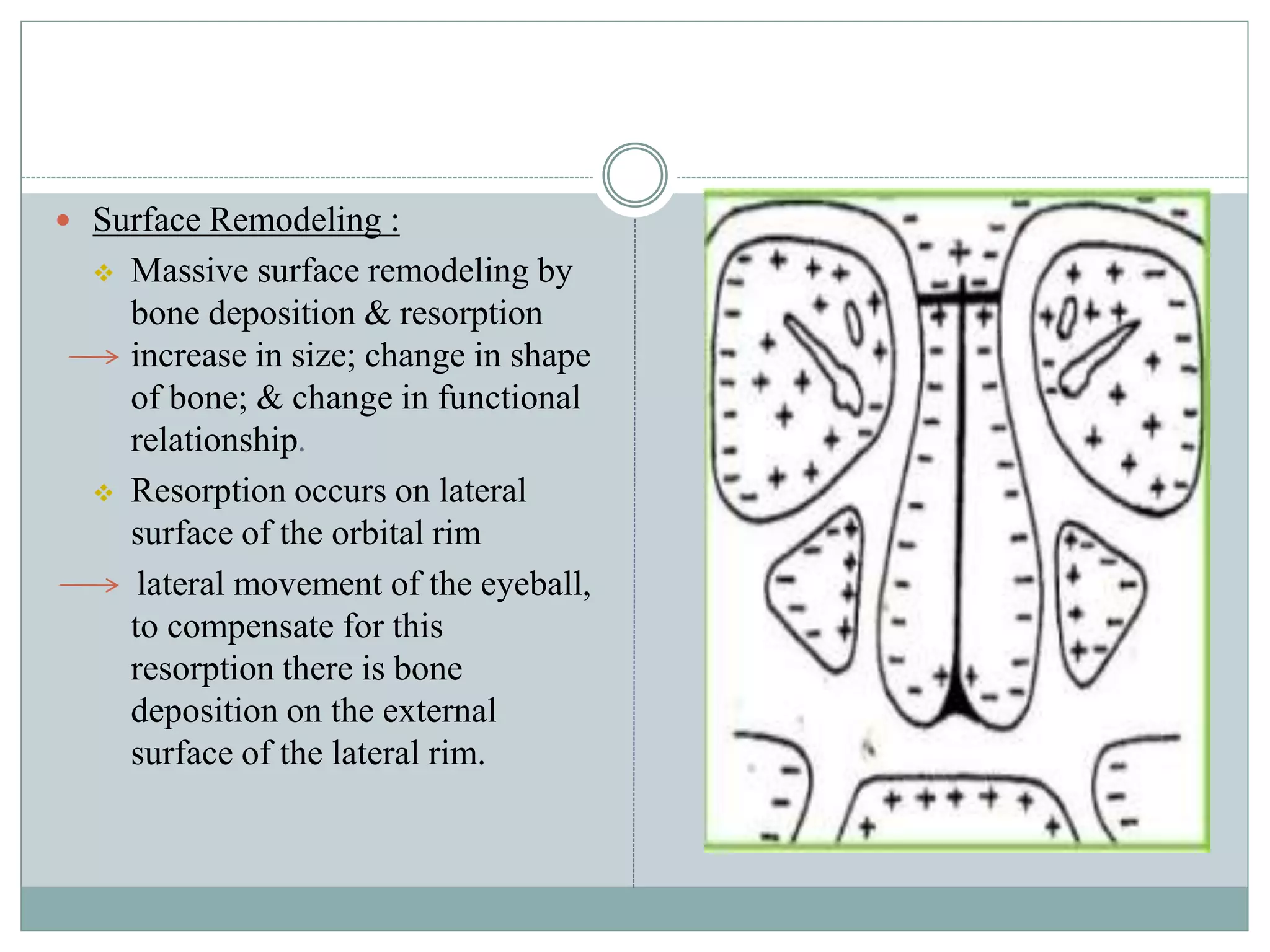Anatomy of maxilla and its development | PPTX