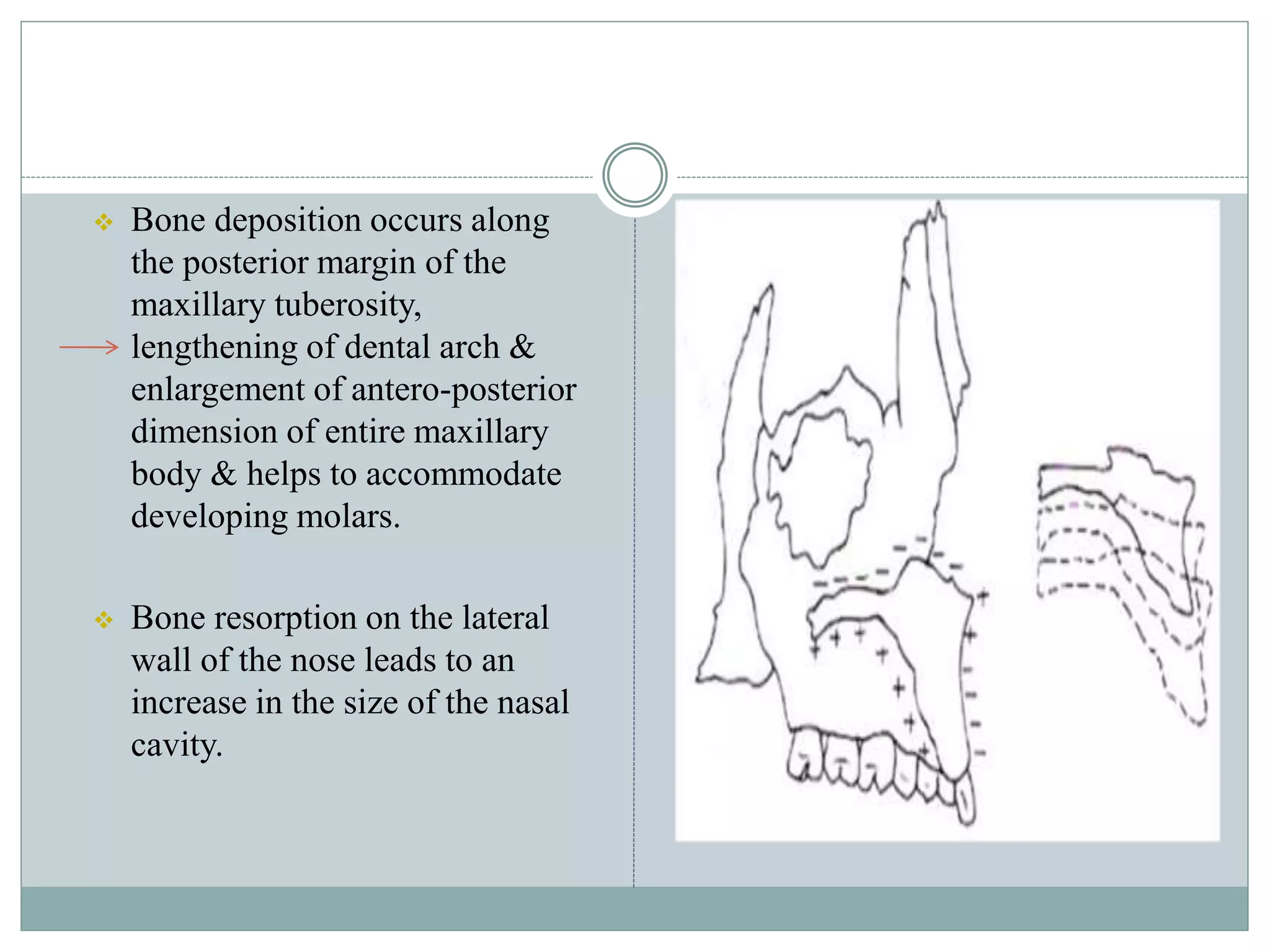 Anatomy of maxilla and its development | PPTX