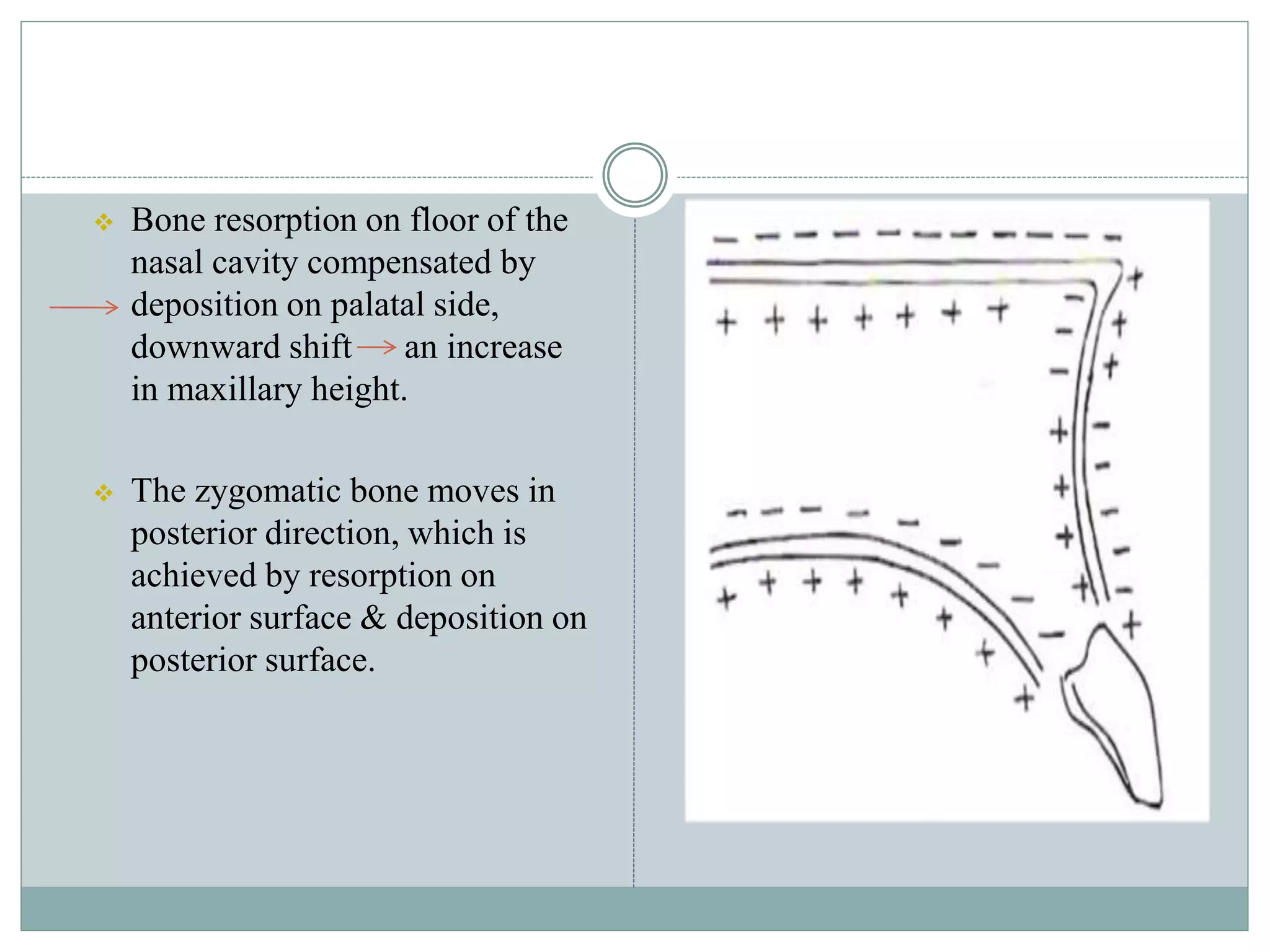 Anatomy of maxilla and its development | PPTX