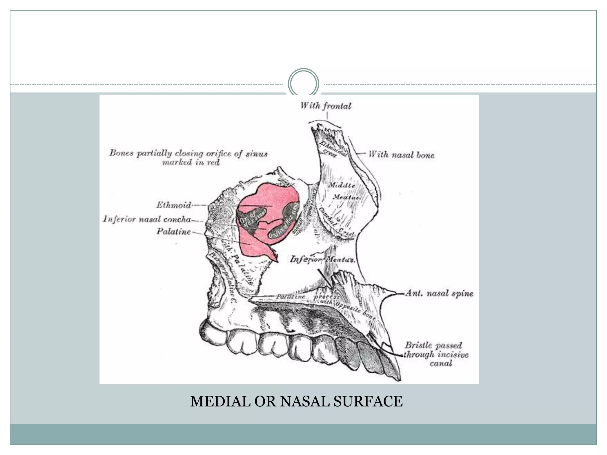 Anatomy of maxilla and its development | PPTX