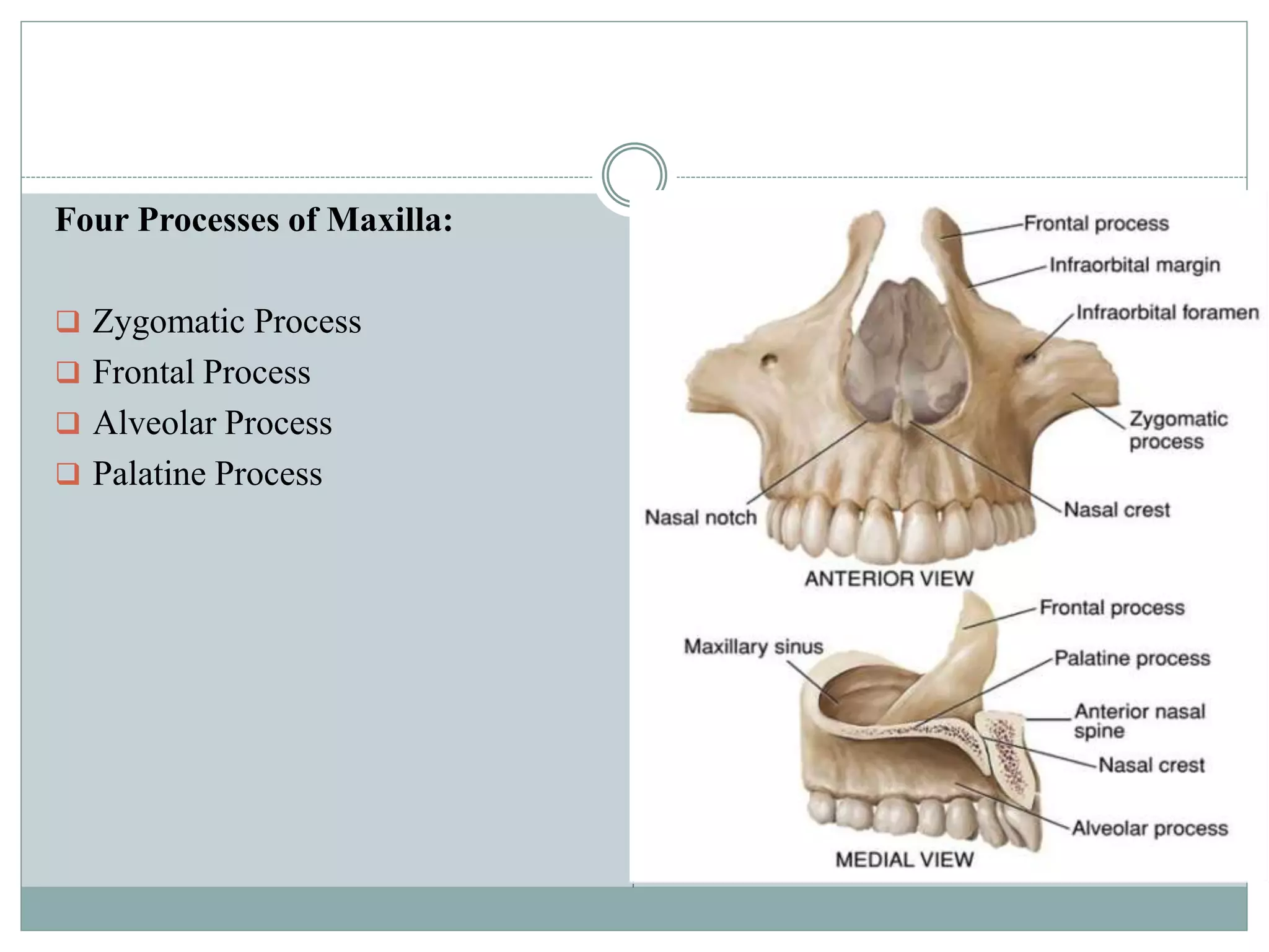 Anatomy of maxilla and its development | PPTX