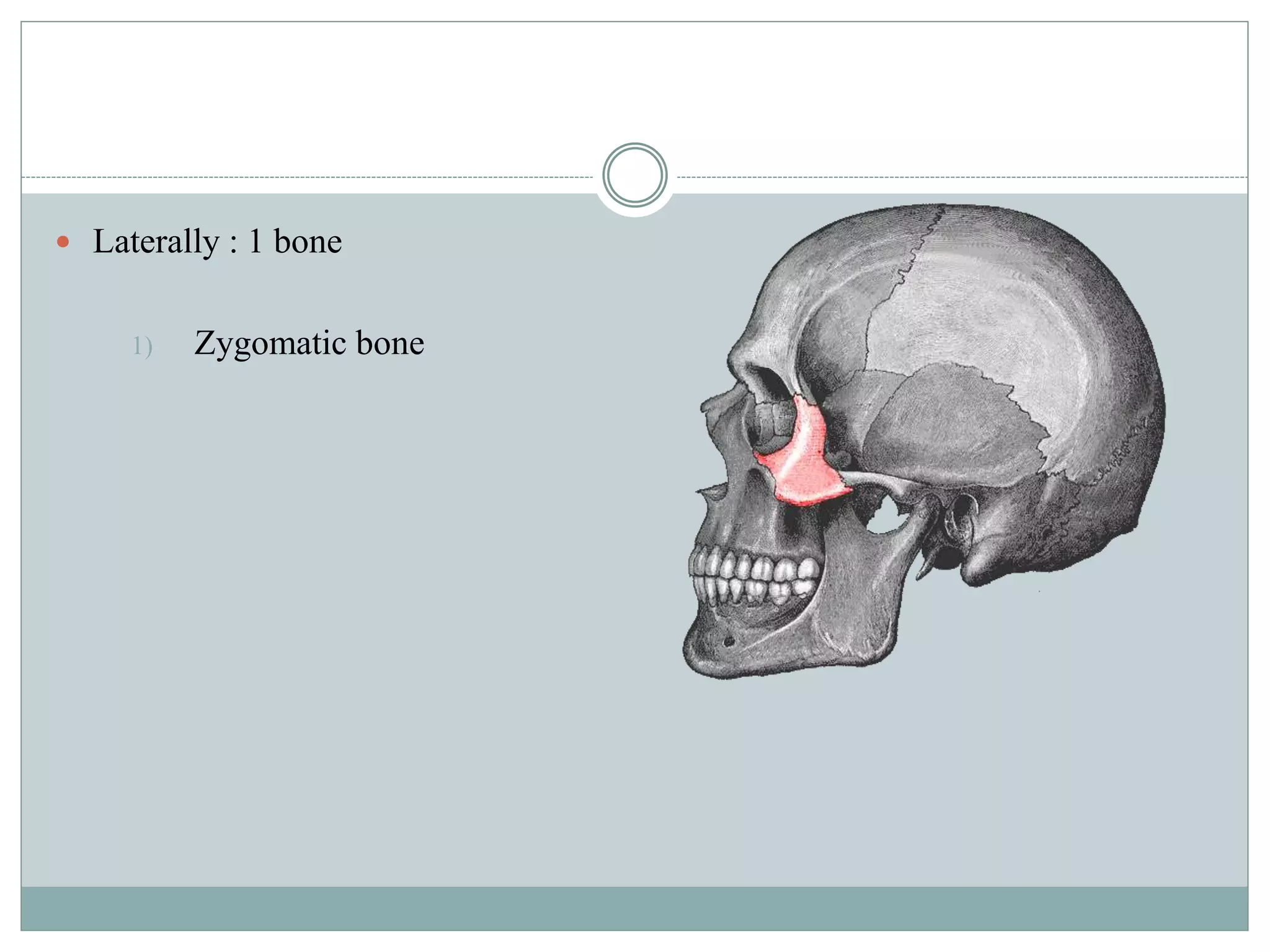 Anatomy of maxilla and its development | PPTX