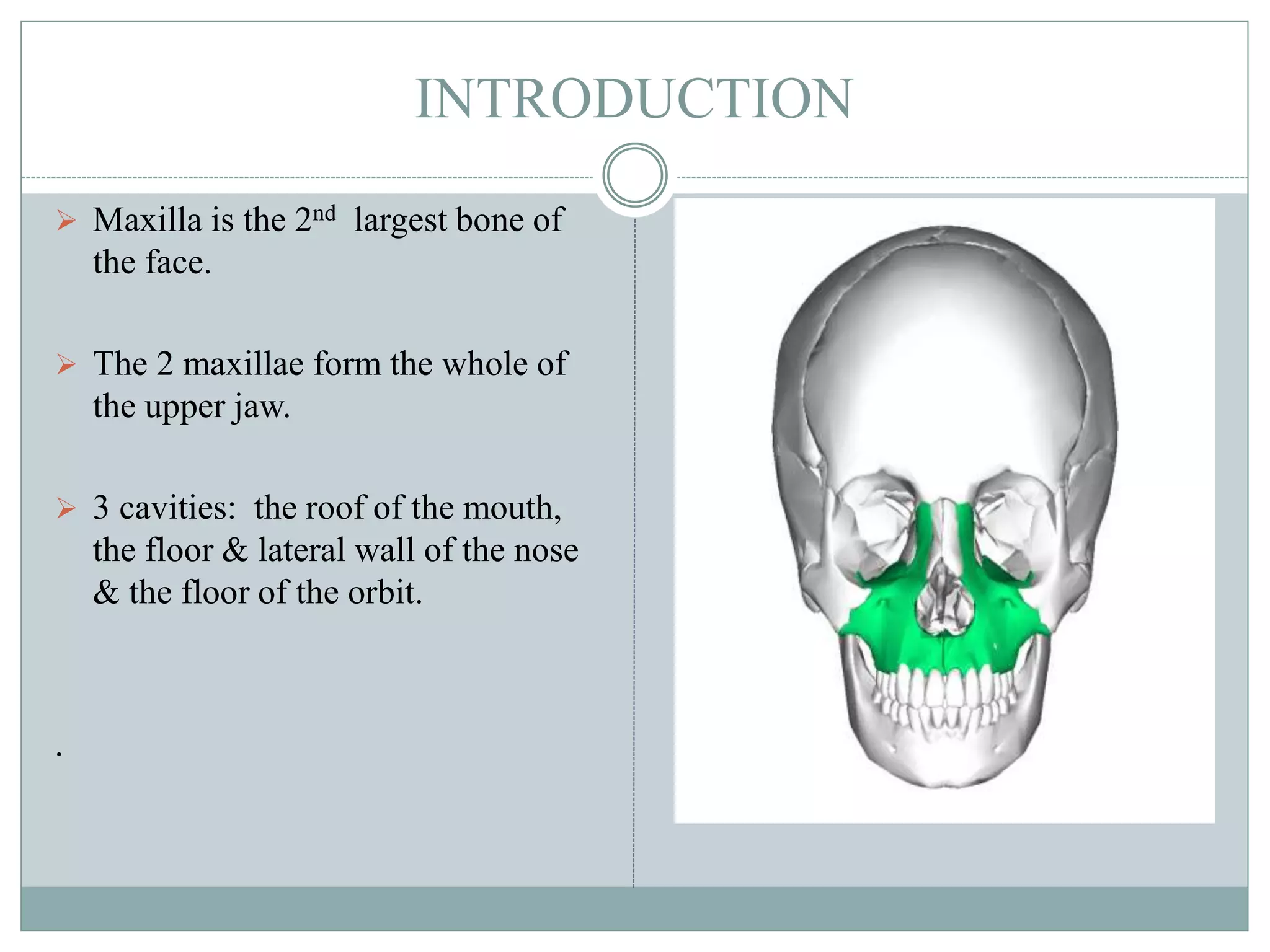 Anatomy of maxilla and its development | PPTX