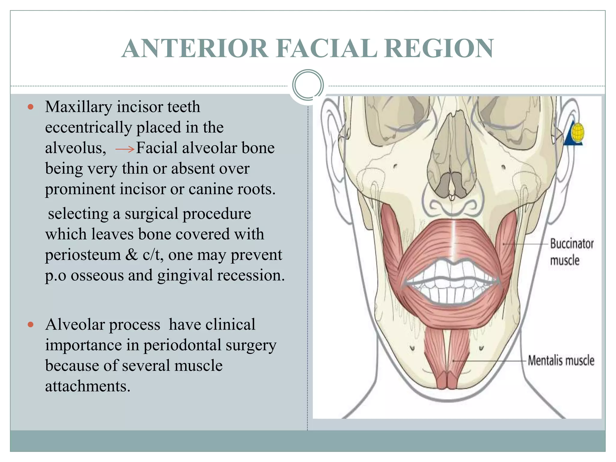 Anatomy of maxilla and its development | PPTX