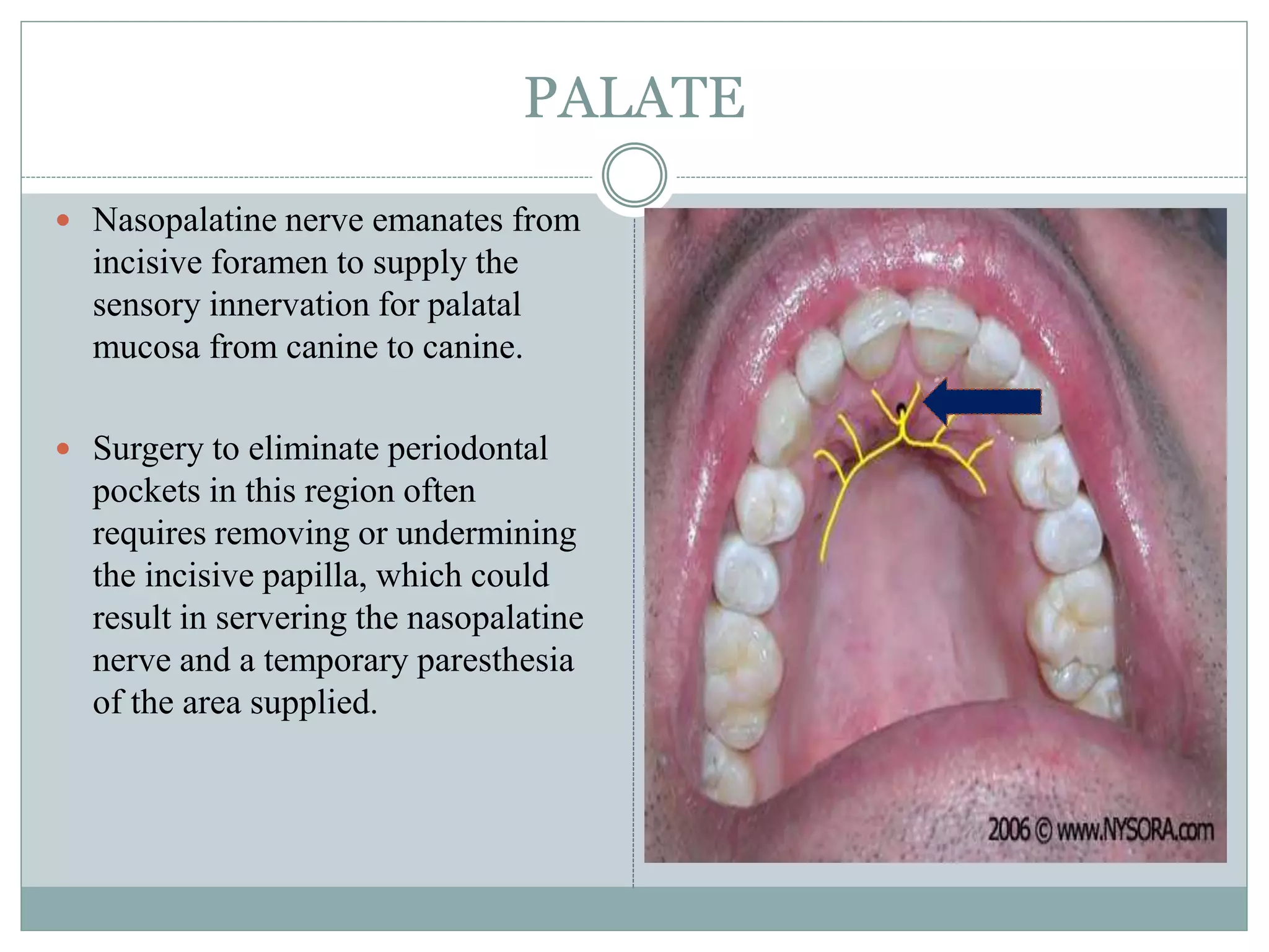 Anatomy of maxilla and its development | PPTX