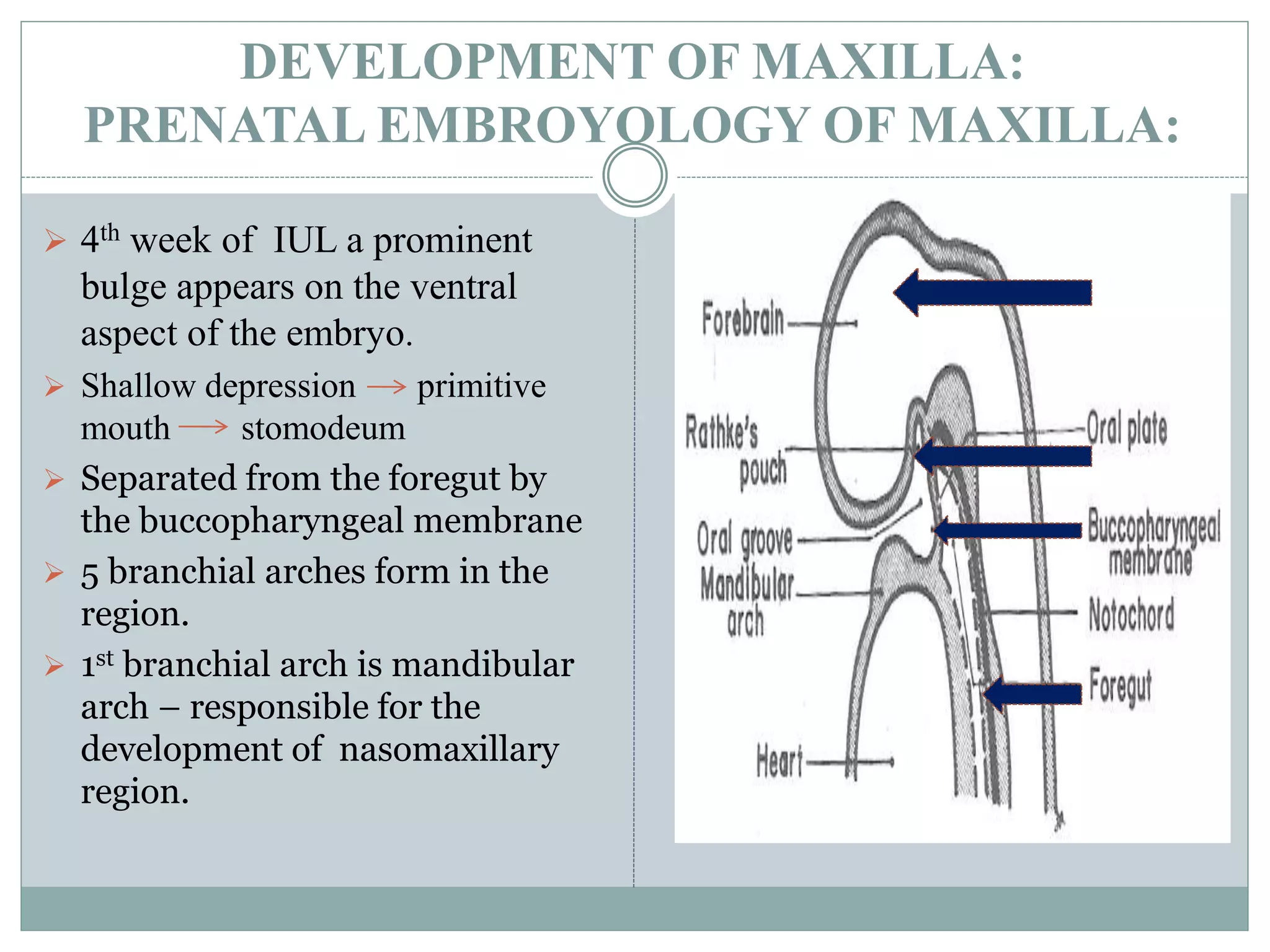 Anatomy of maxilla and its development | PPTX