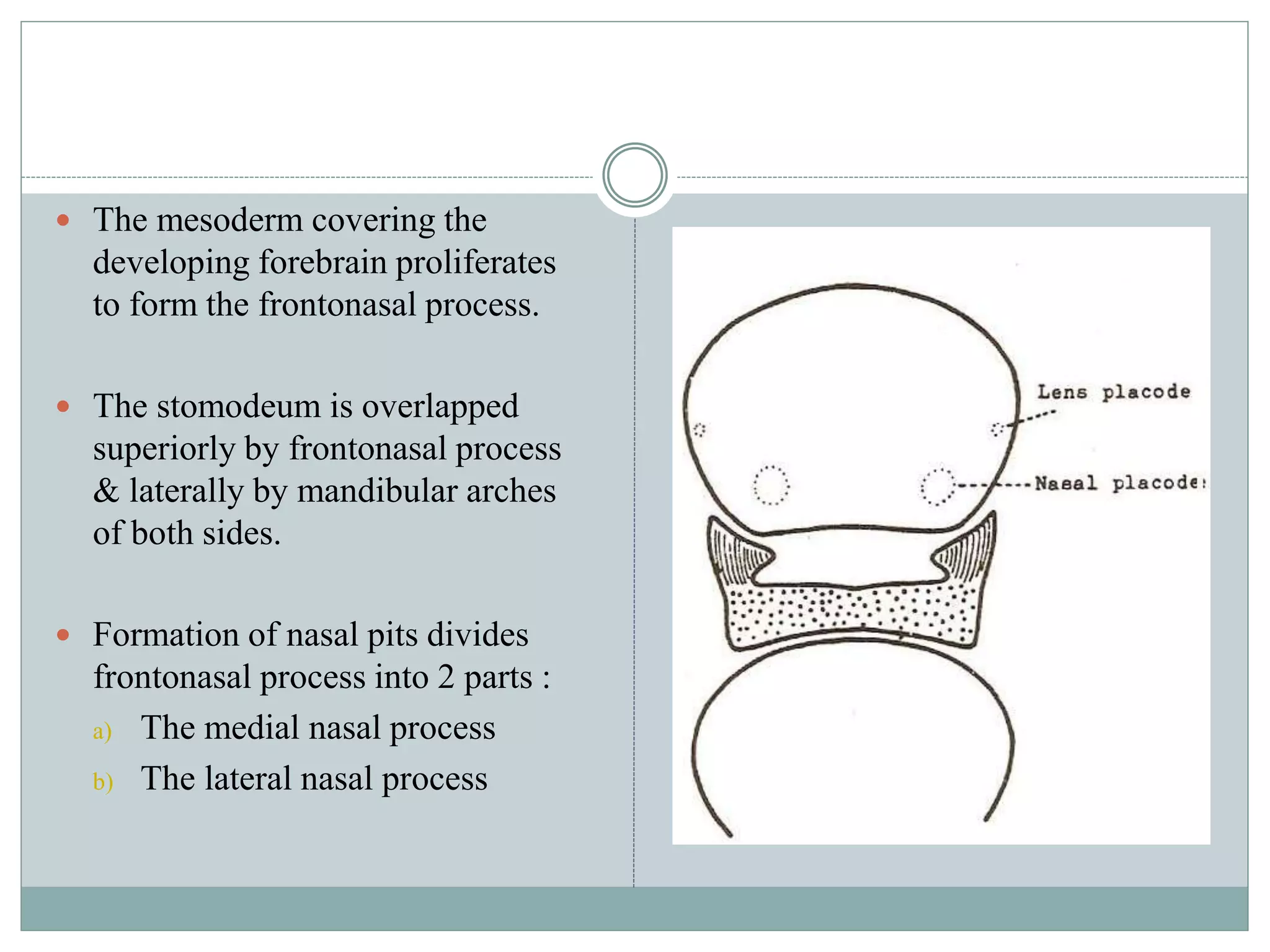 Anatomy of maxilla and its development | PPTX