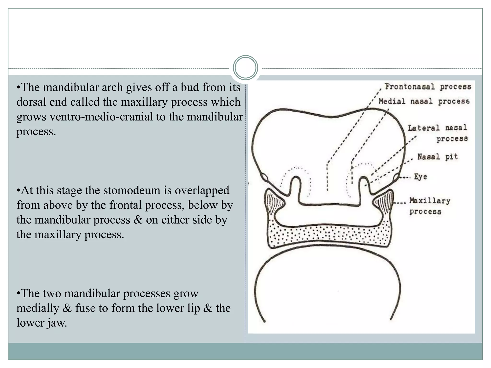 Anatomy of maxilla and its development | PPTX