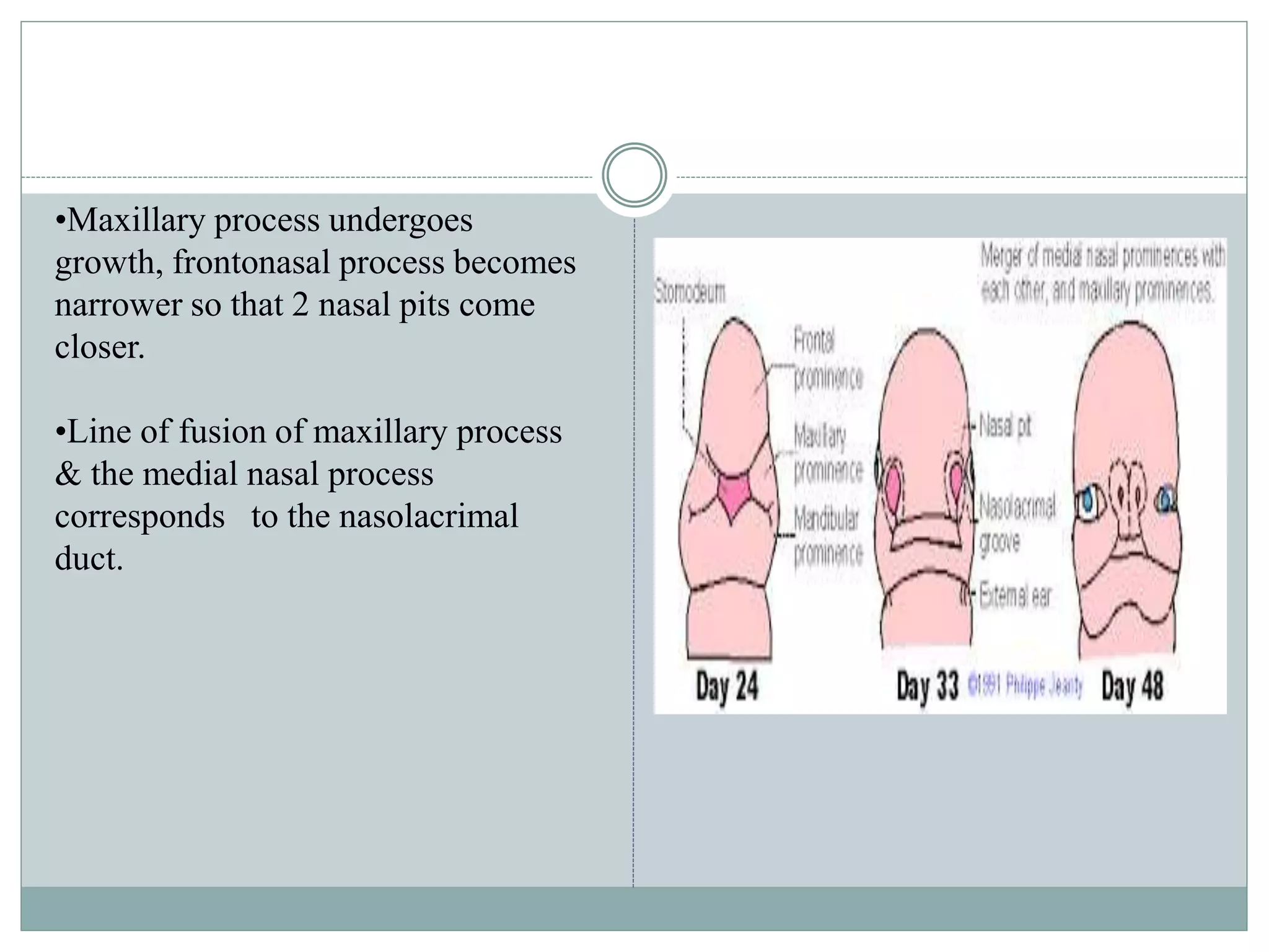 Anatomy of maxilla and its development | PPTX