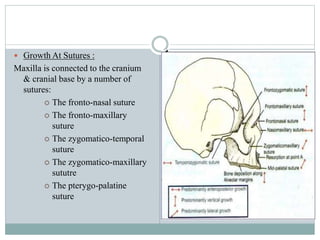 Anatomy of maxilla and its development | PPTX