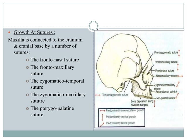 Anatomy of maxilla and its development | PPTX