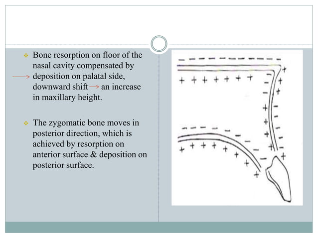 Anatomy of maxilla and its development | PPTX